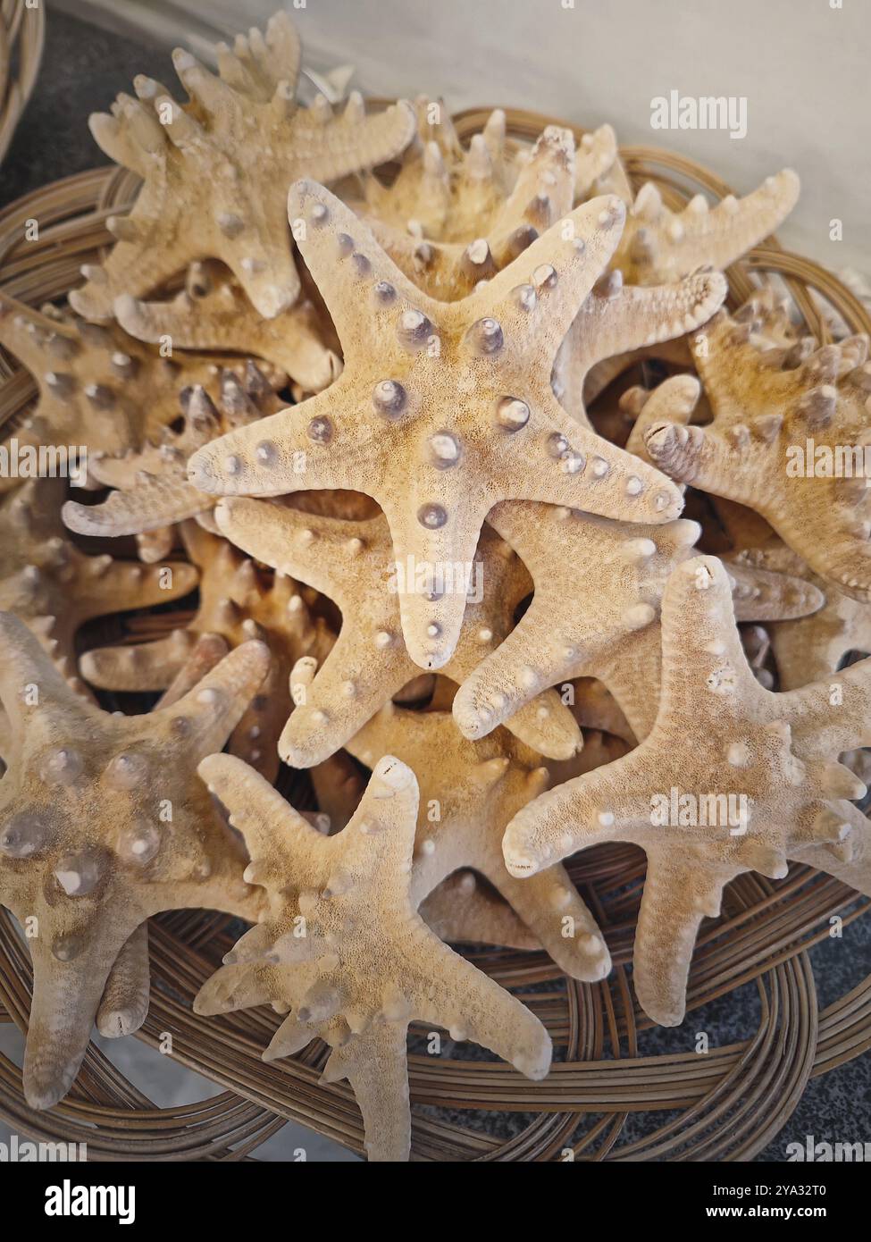 Marine shell structures hi-res stock photography and images - Alamy