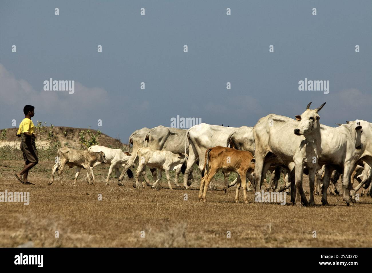 A shepherd herding cattle herd on a coastal grassland during dry season ...