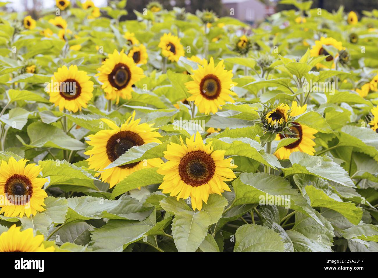 Sunflowers at a garden in the Dandenong Ranges in Melbourne, Victoria ...