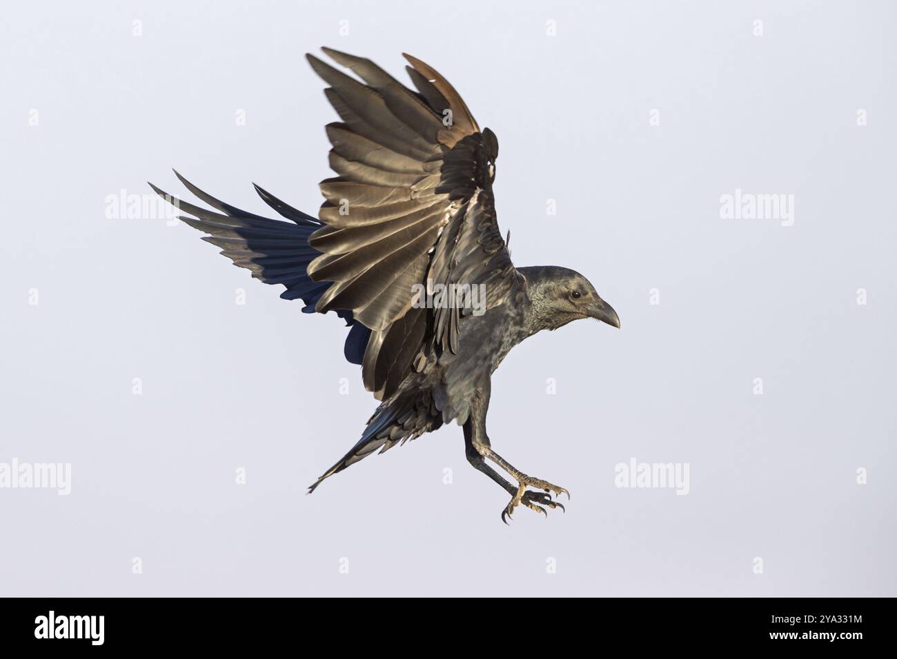 Bristle-billed Raven, (Corus rphidurus), Fan-billed Raven, passerine ...