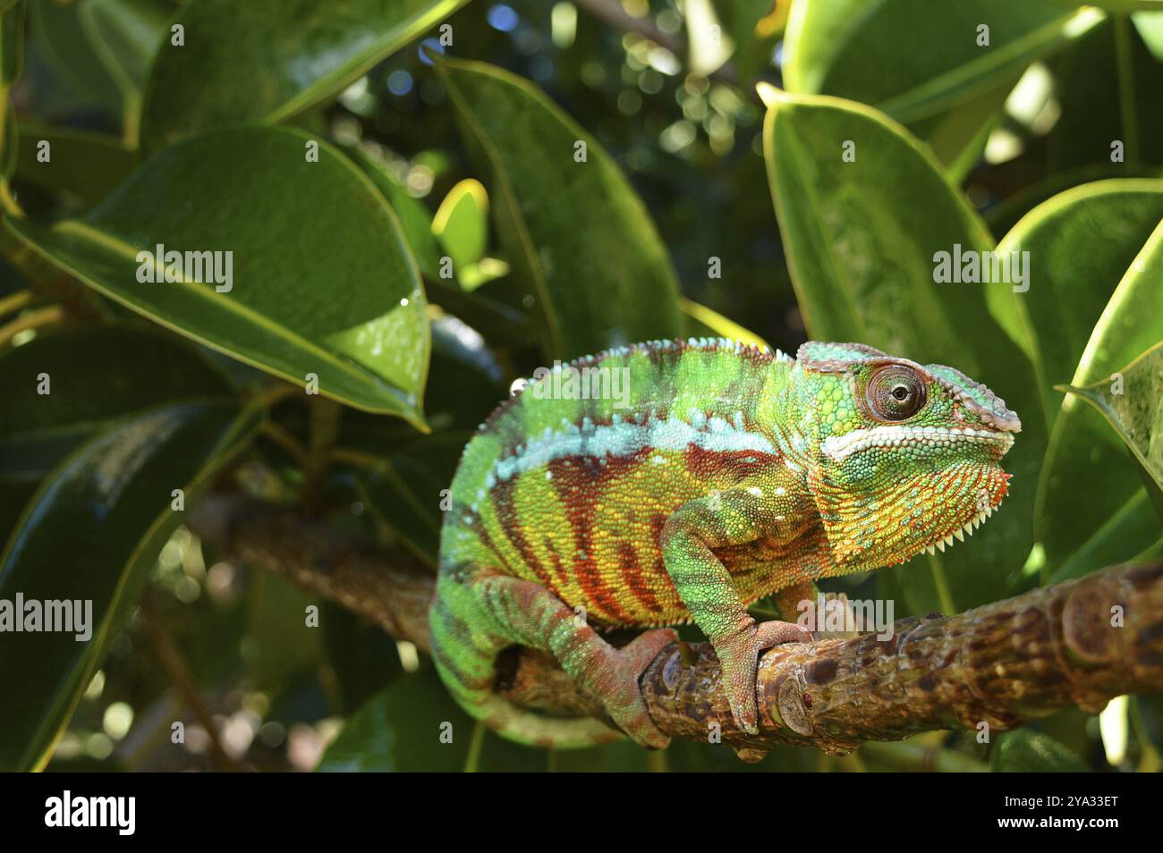 Chameleon habitat hi-res stock photography and images - Alamy