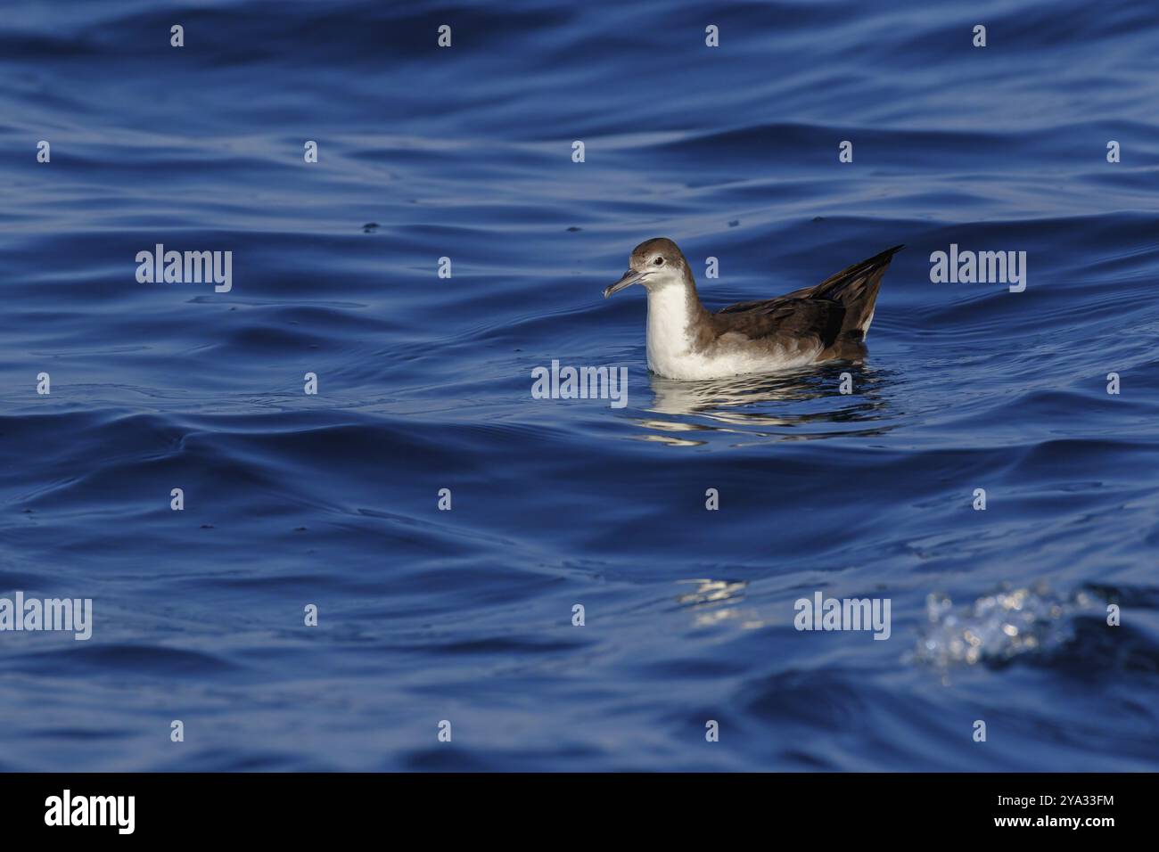 Arabian Shearwater, Persian Shearwater, (Puffinus persicus), family of ...