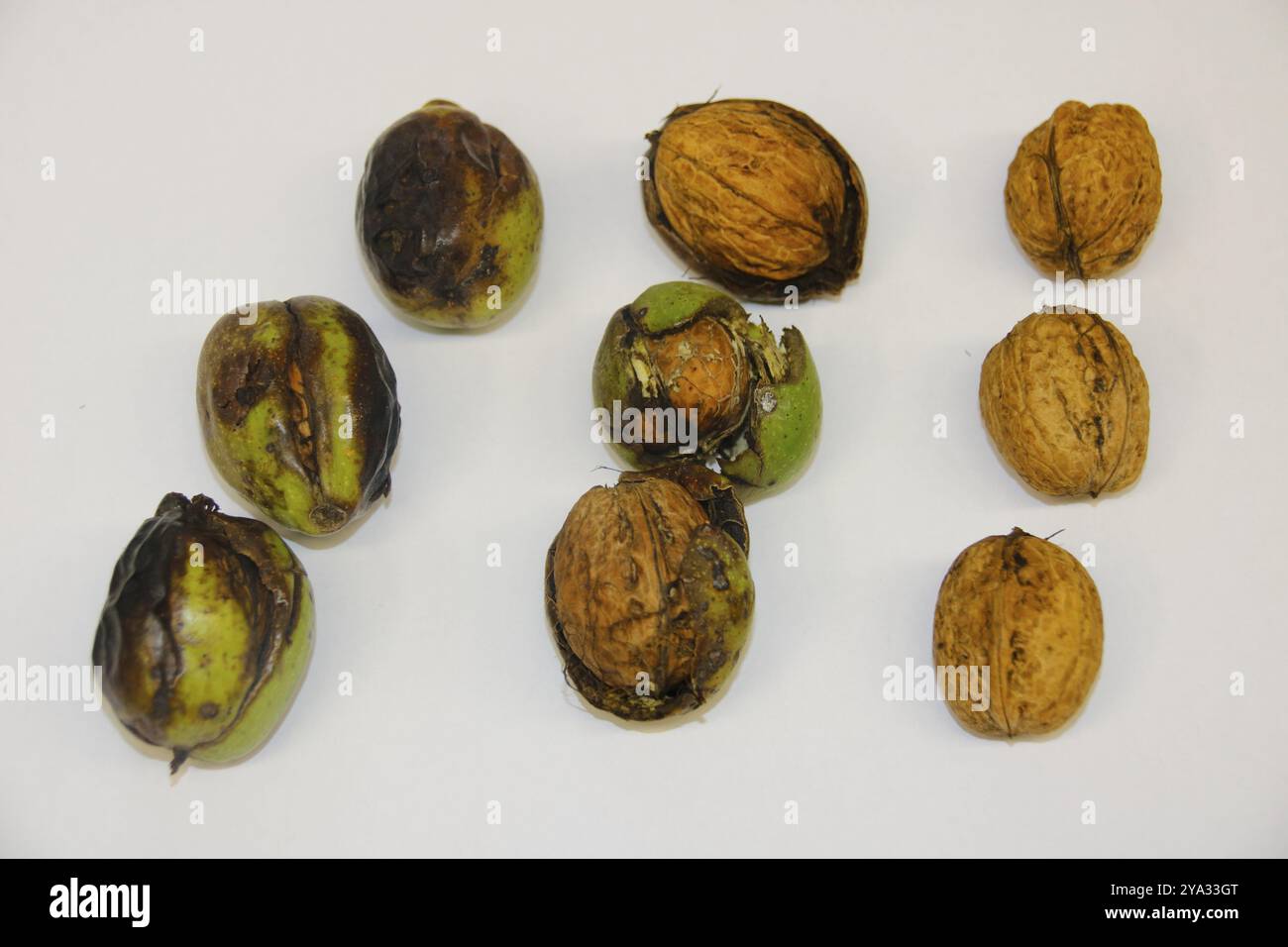 Different harvesting phases of a walnut from left with shell to right ...