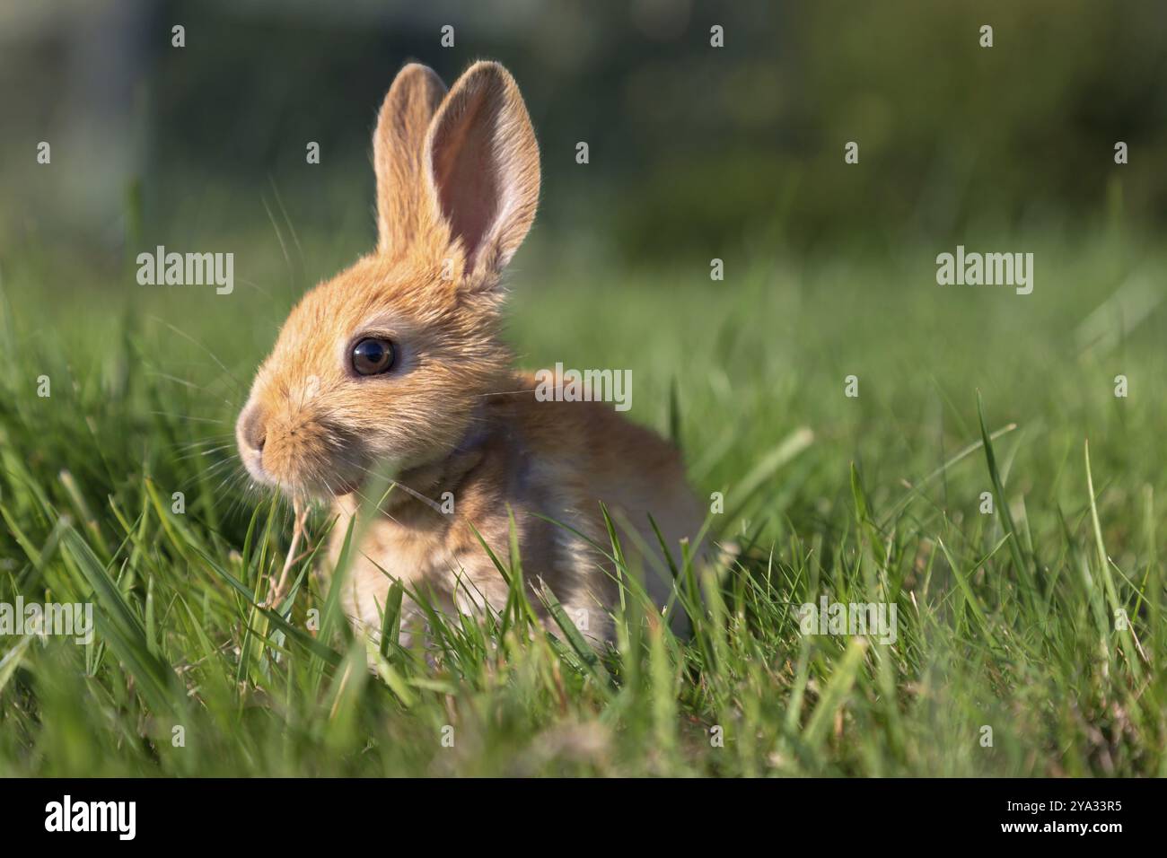 Close-up image of a baby bunny rabbit playing on green grass. Color ...
