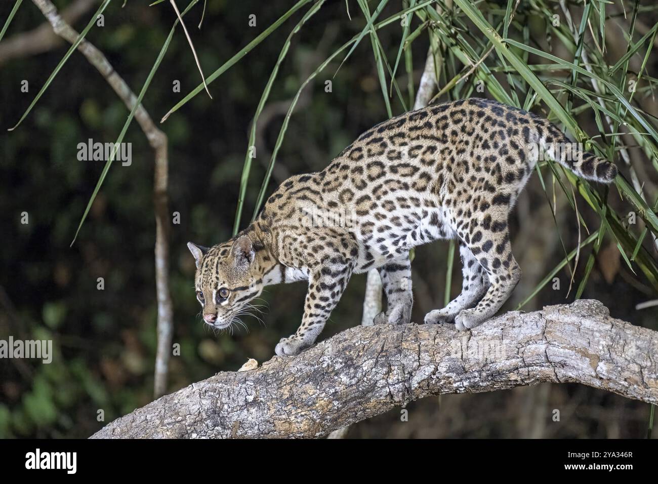 Ocelot (Leopardus pardalis), at night, standing on branch, Pantanal ...