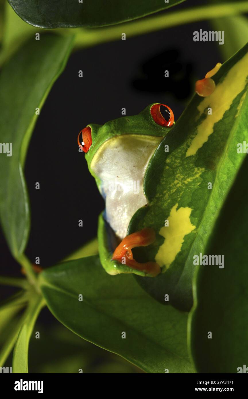 Red eyed tree frog habitat hi-res stock photography and images - Alamy