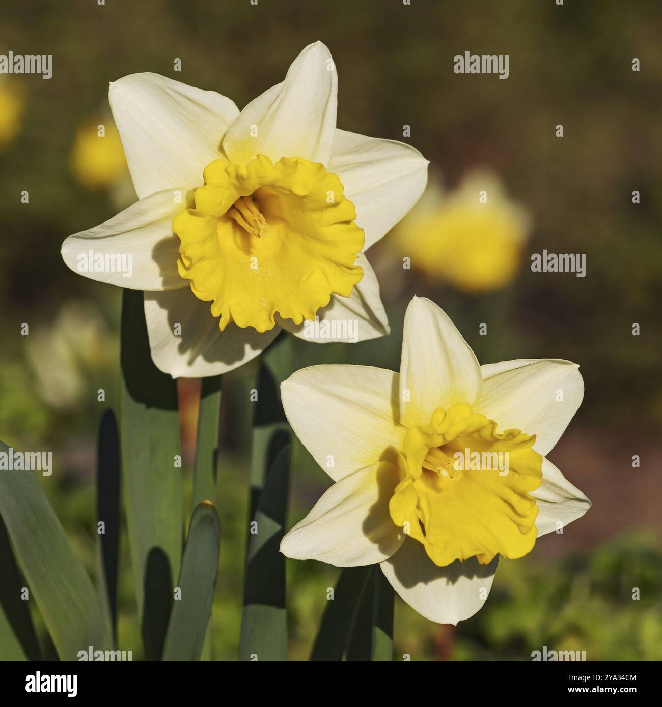 Two daffodil flowers with pale yellow petals and a yellow secondary ...
