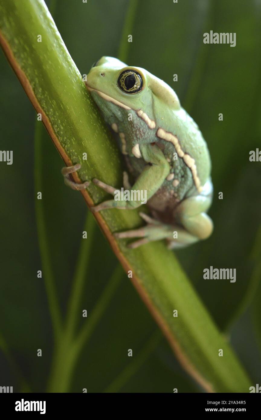 Painted belly monkey frog phyllomedusa sauvagii hi-res stock ...