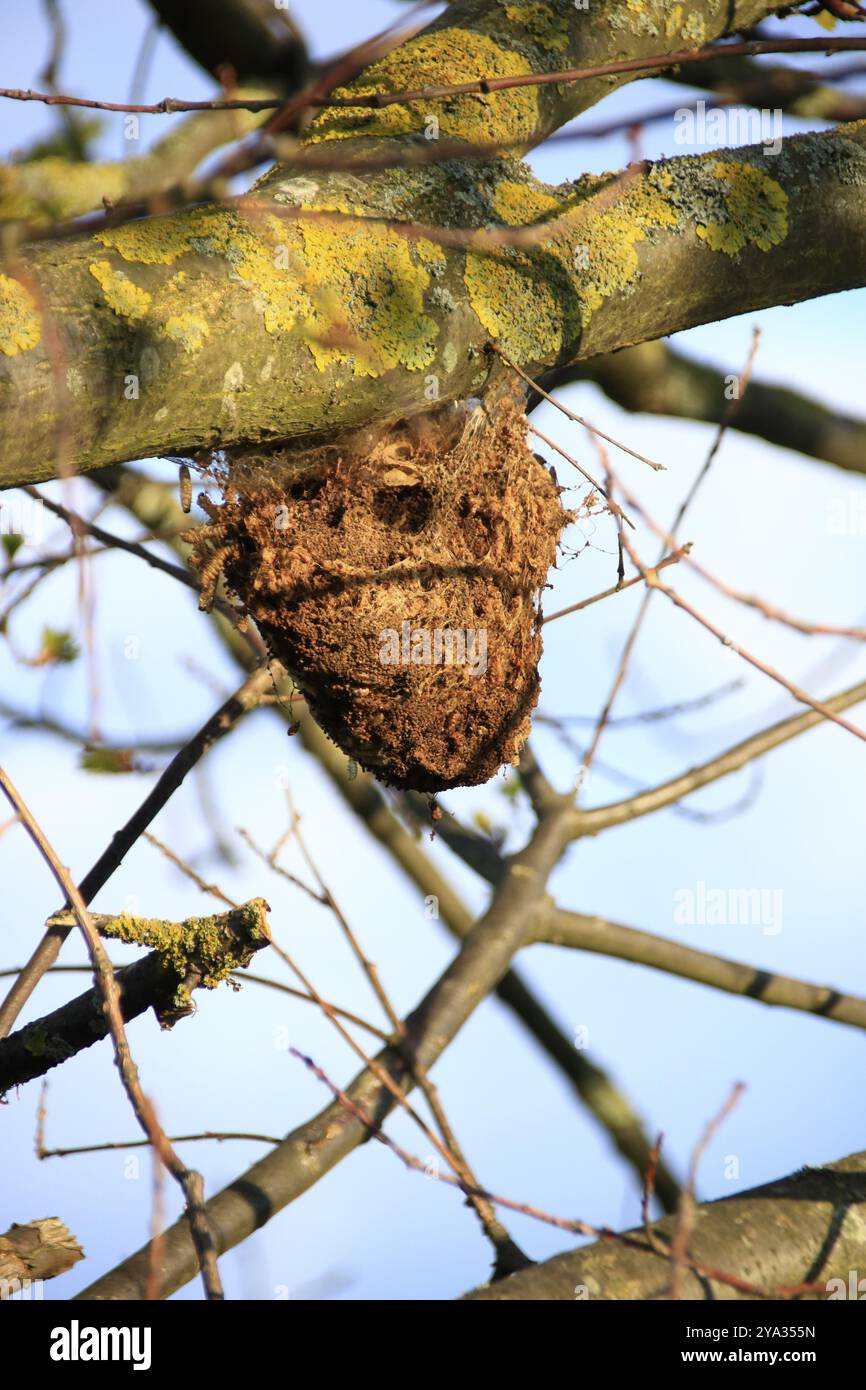Nest of oak processionary moth on an oak tree Stock Photo - Alamy