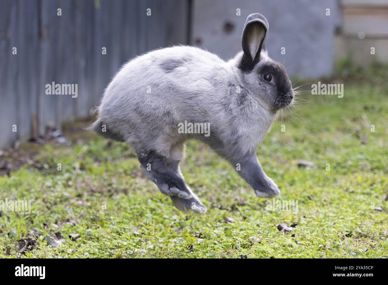 Leaping rabbit hi-res stock photography and images - Alamy