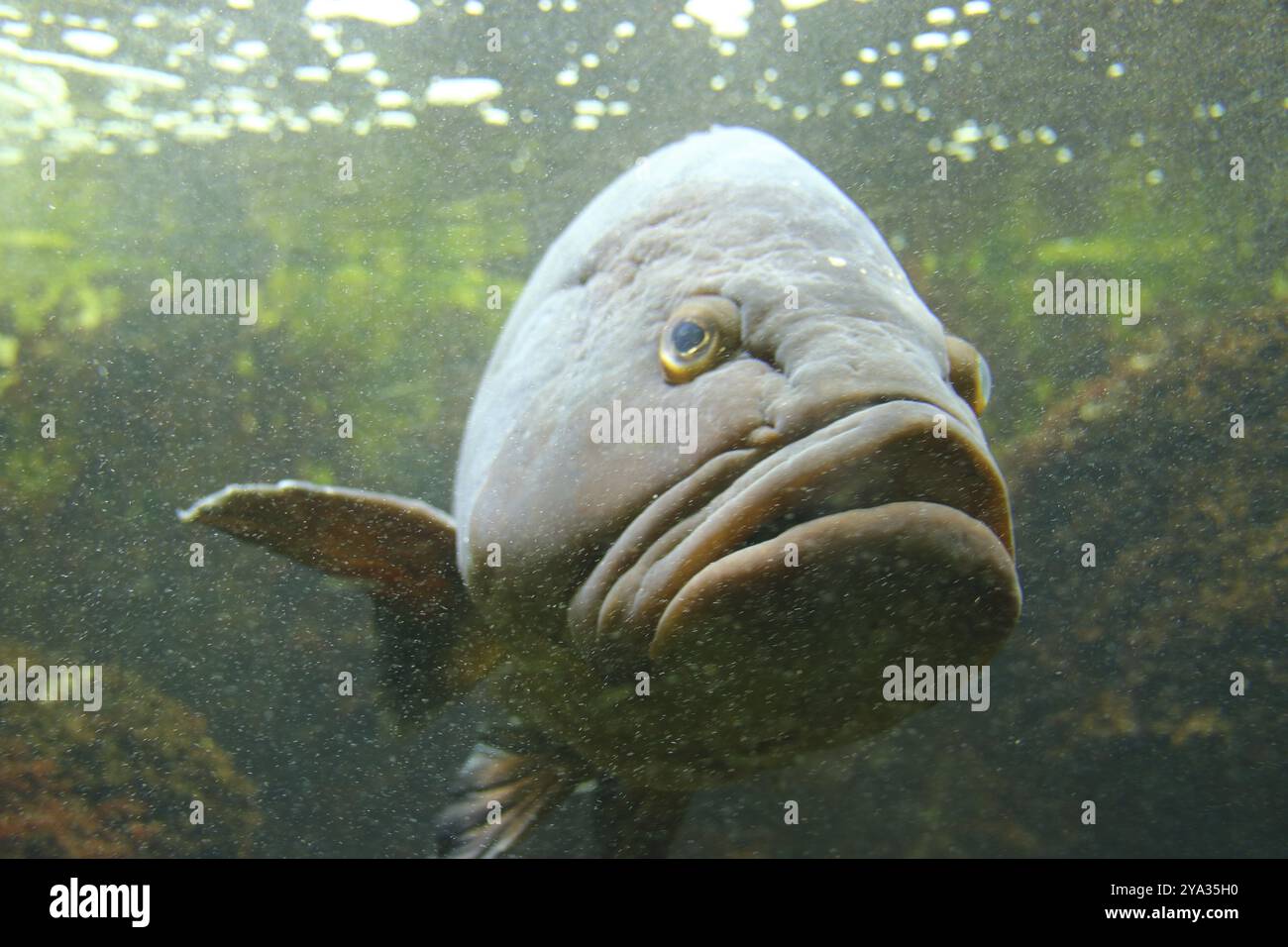 Fat fish in an aquarium Stock Photo - Alamy