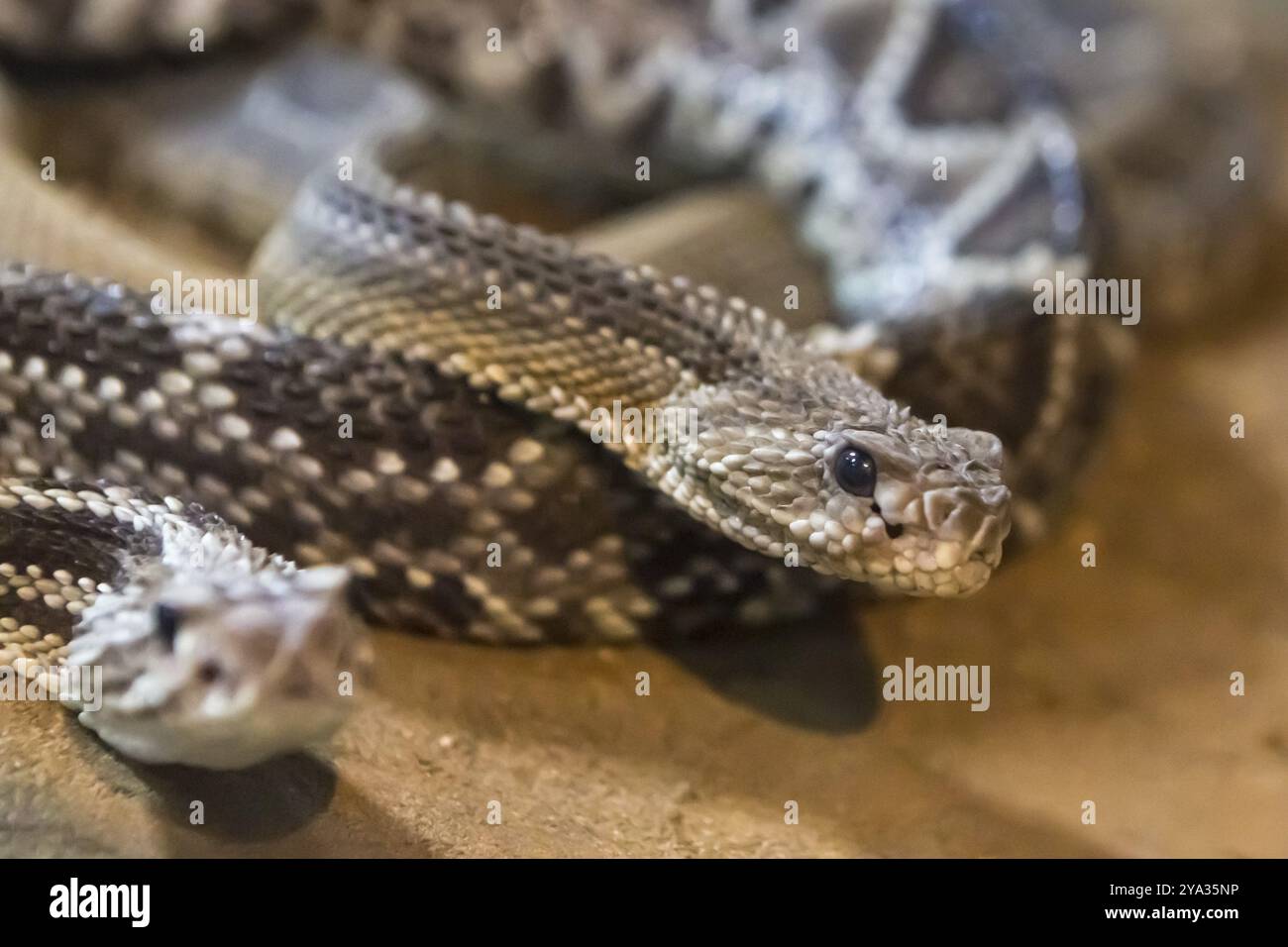 Rattlesnake, Crotalus atrox. Western Diamondback. Dangerous snake Stock ...