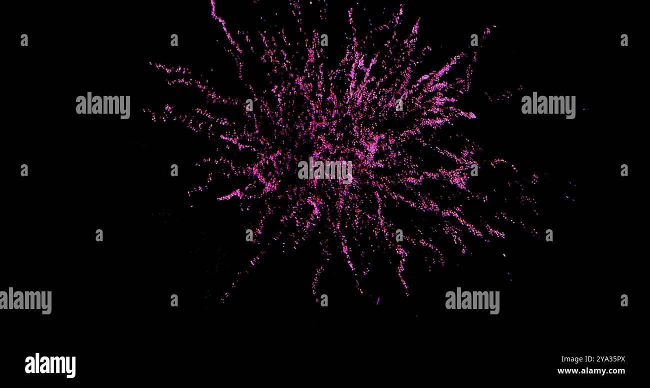 Digital image of violet and red fireworks exploding against black ...