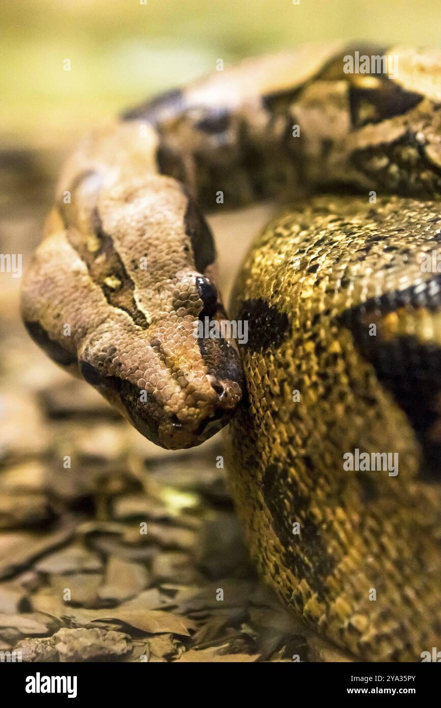 Boa constrictor, a species of large, heavy bodied snake Stock Photo - Alamy