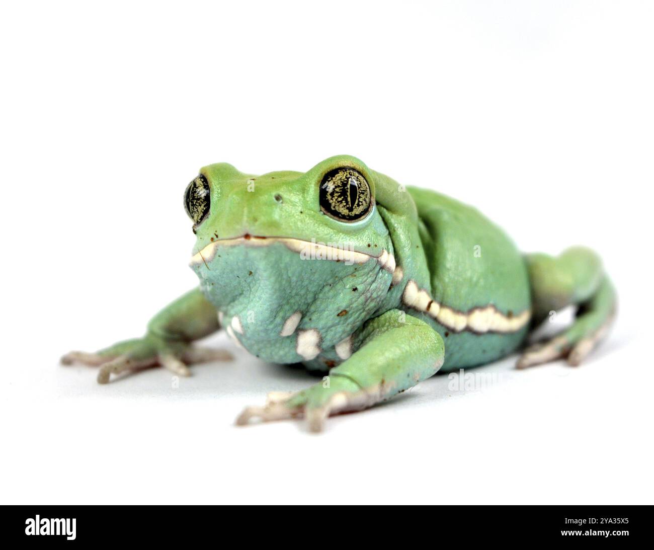 Waxy monkey frog Stock Photo - Alamy