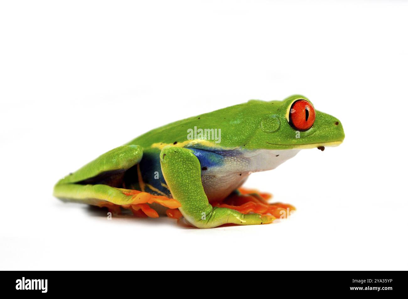 Holarctic tree frog hi-res stock photography and images - Alamy