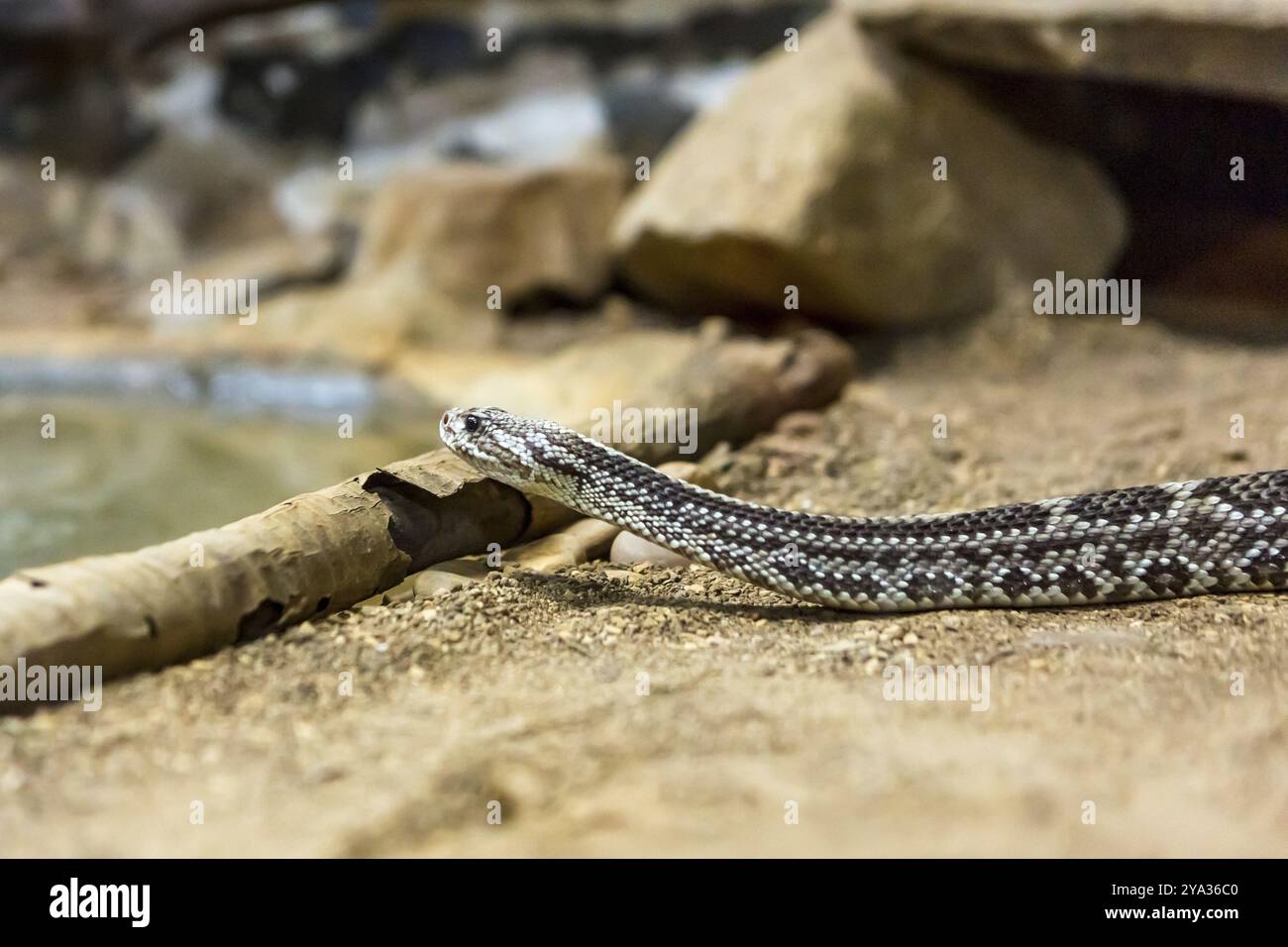Rattlesnake, Crotalus atrox. Western Diamondback. Dangerous snake Stock ...