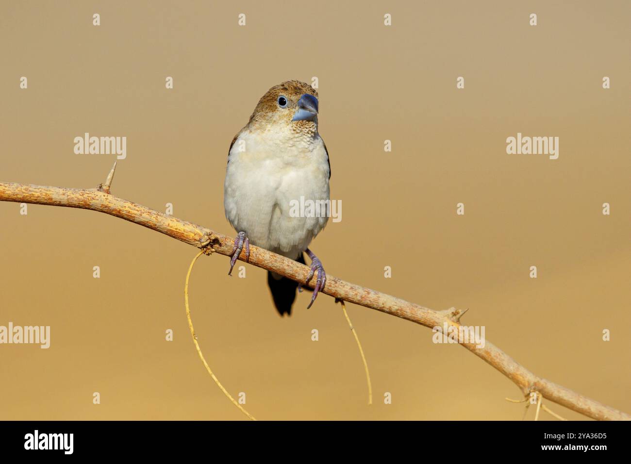 African silverbill, silver beak, silver pheasant, trusting bird ...