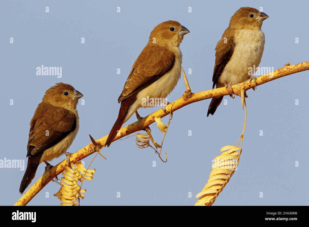 African silverbill, silver beak, silver pheasant, trusting bird ...