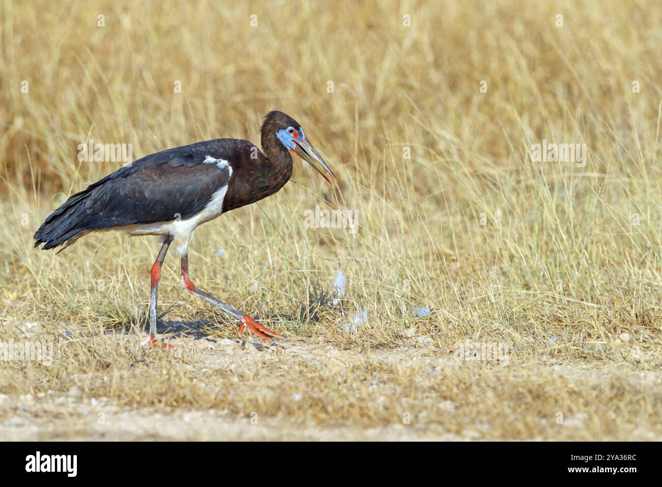 Abdim's stork, rain stork, Abdim, (Ciconia abdimii), African stork ...