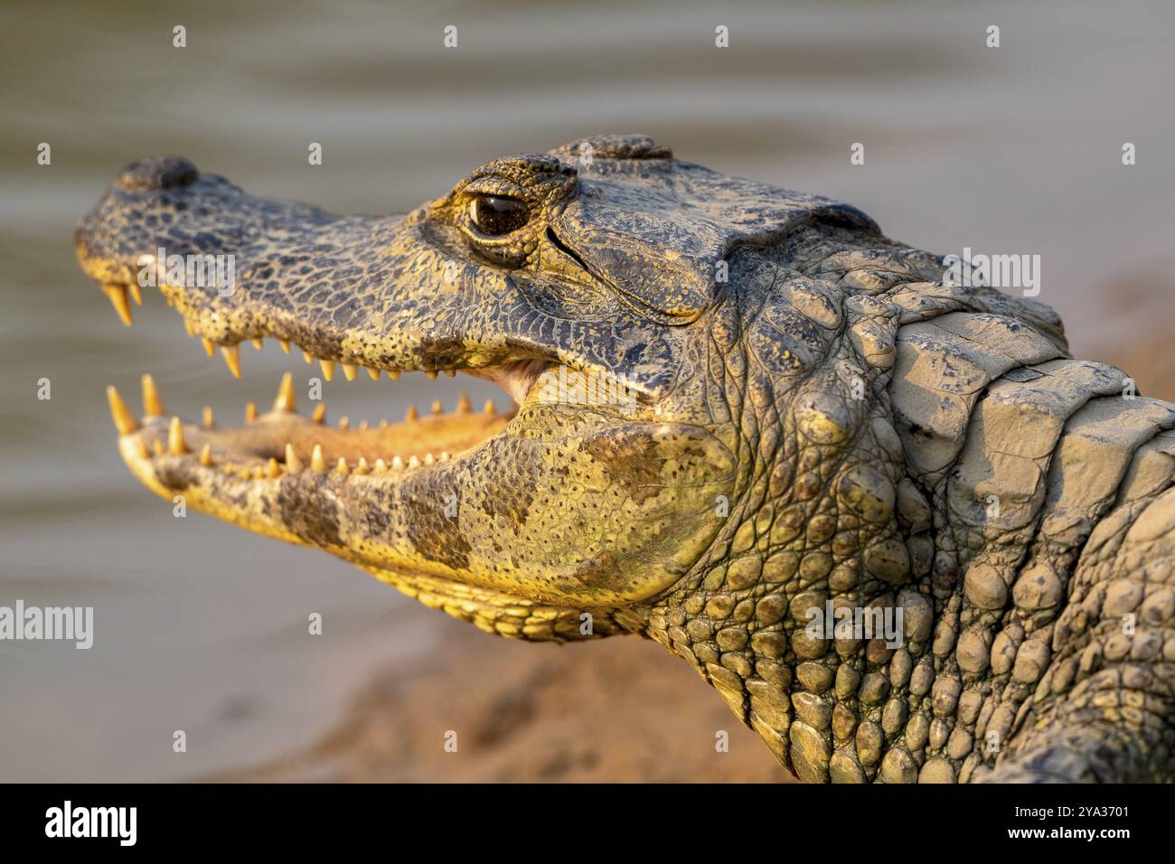 Caiman (Caimaninae), Alligator (Alligatoridae), Crocodile (Crocodylia ...