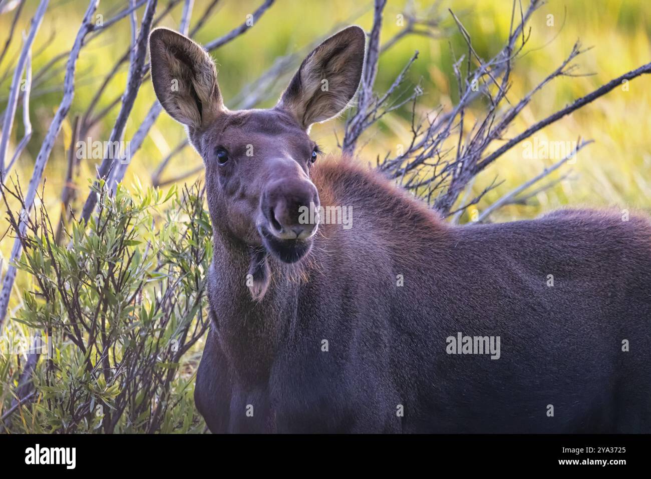 A female moose poses for the camera in Rocky Mountain National Park ...