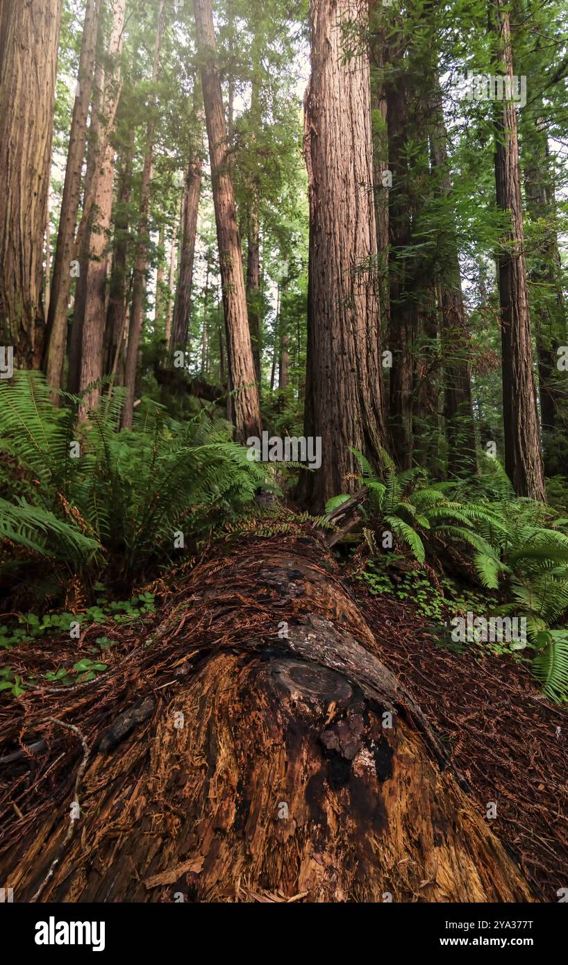 Color image of a redwood forest. Northern California, USA, North ...