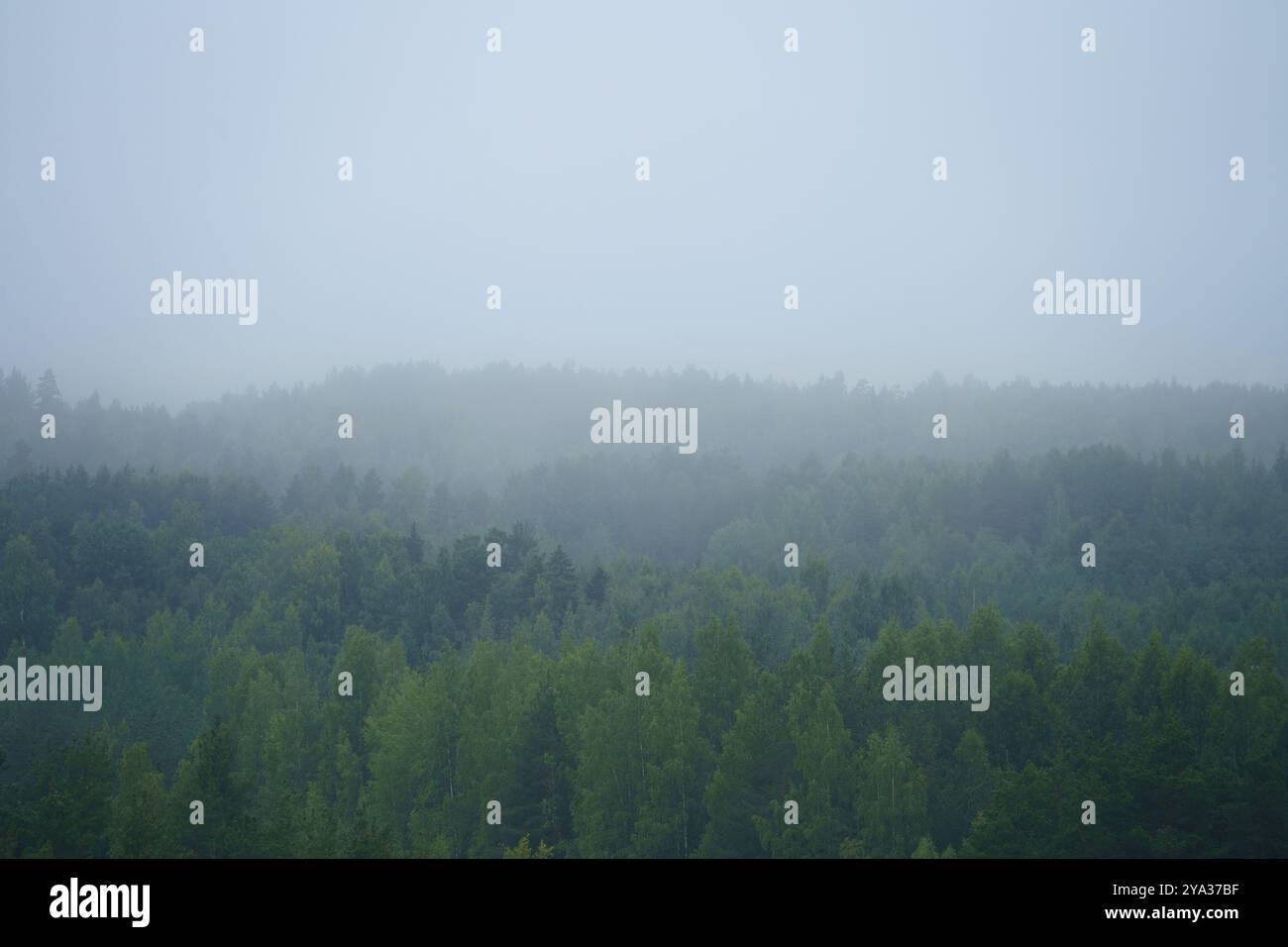 Dense forest blanketed in hi-res stock photography and images - Alamy