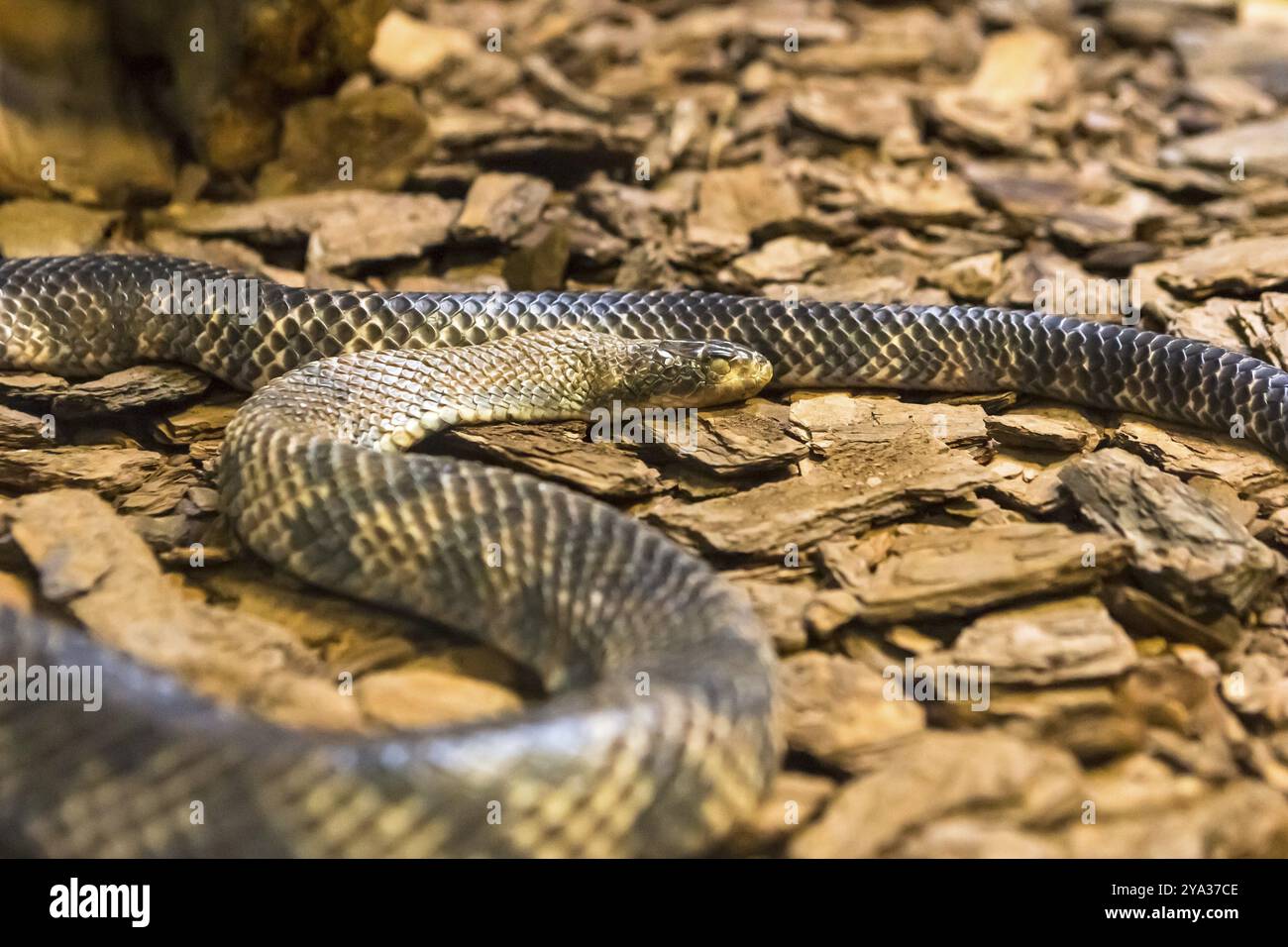 Amazon rainbow boa, one of the most beautiful snakes in the world Stock ...