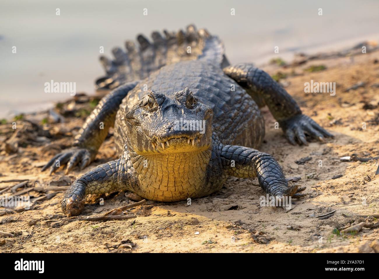 Caiman (Caimaninae), Crocodile (Alligatoridae), crocodile (Crocodylia ...