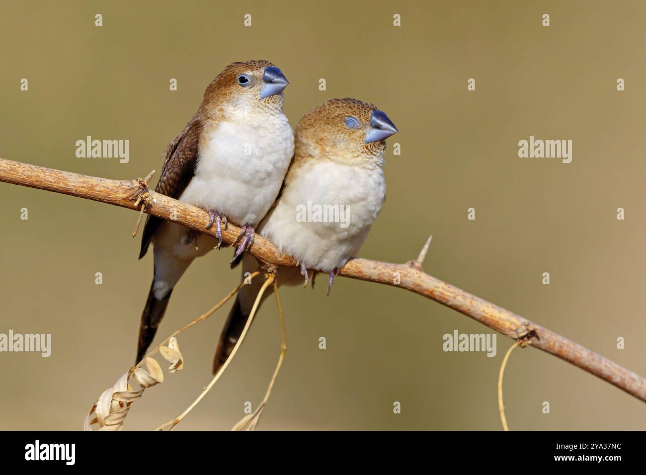 African silverbill, silver beak, silver pheasant, trusting bird ...