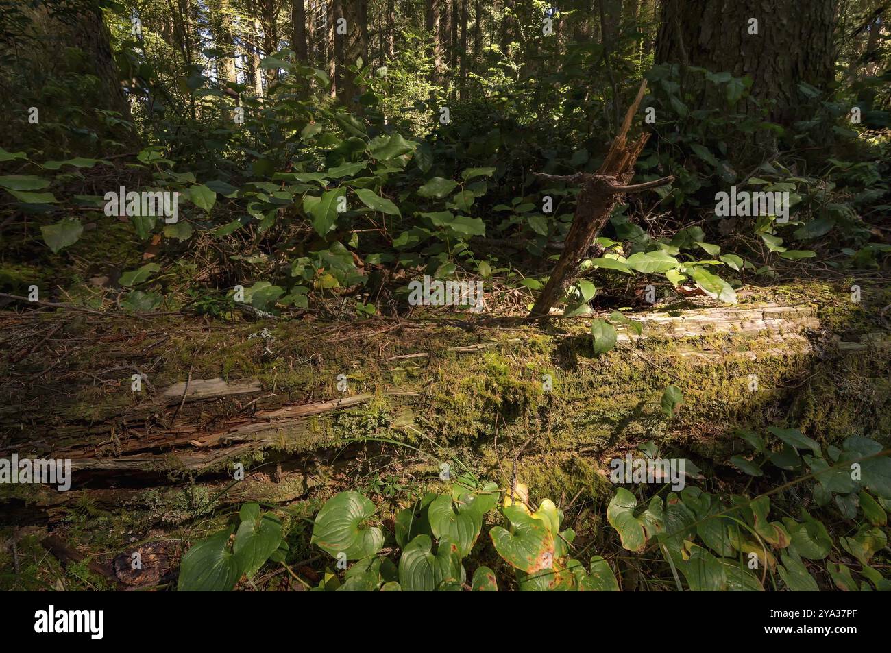 Fallen Redwood Tree in Northern California Forest, Color Image Stock ...