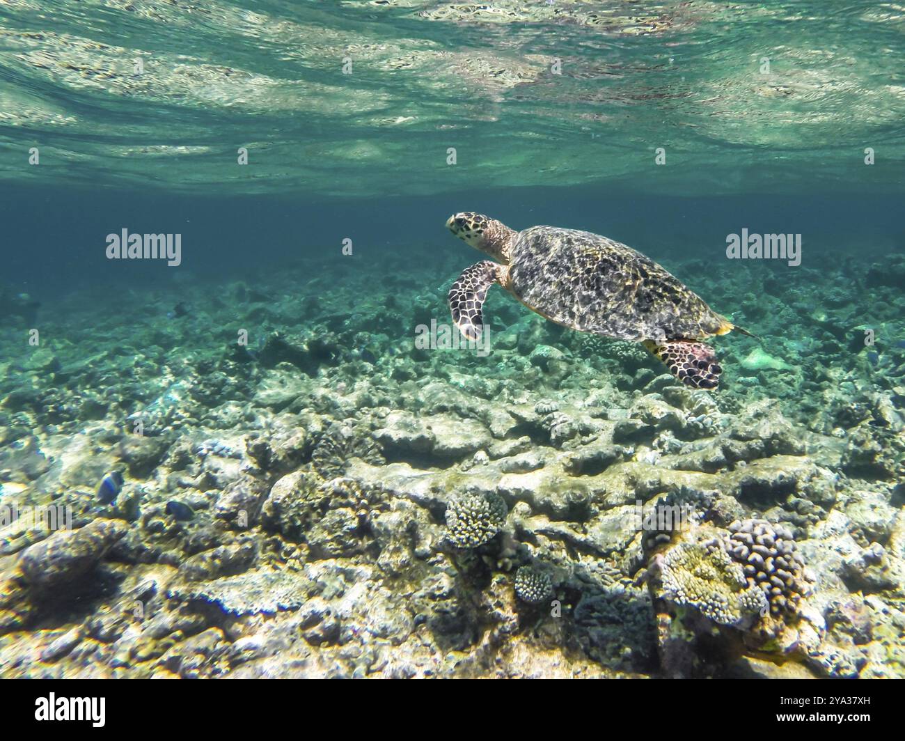 Turtle clear water hi-res stock photography and images - Alamy
