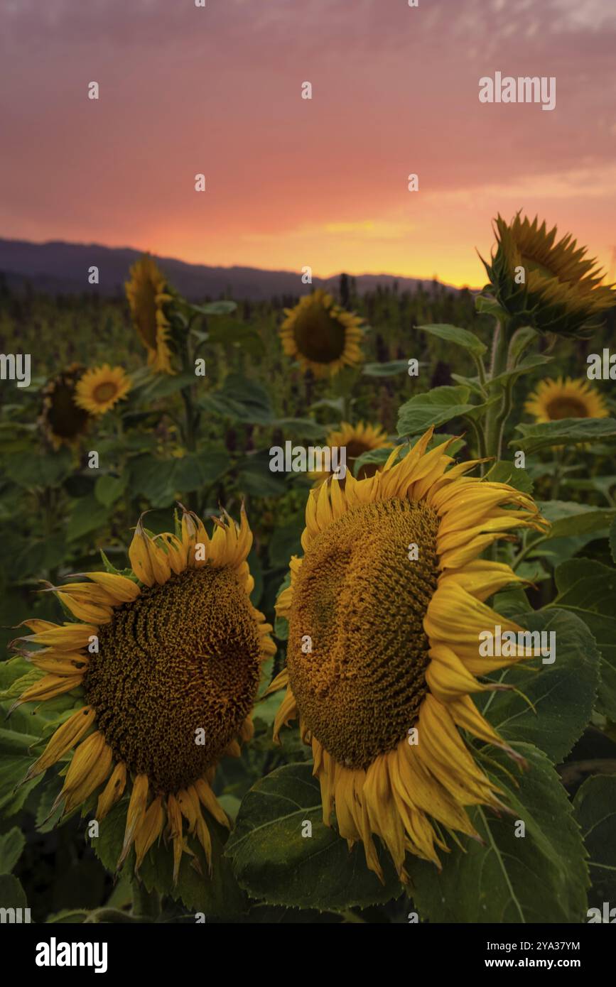 A Sunflower Field at Sunset, Northern California, USA, North America ...