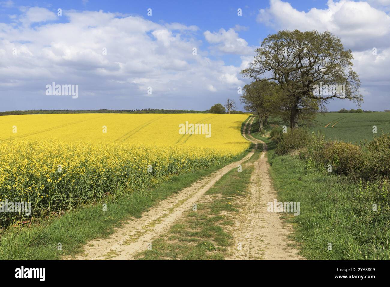 Landscape with rapeseed field, grain field, field path and a hedgerow ...