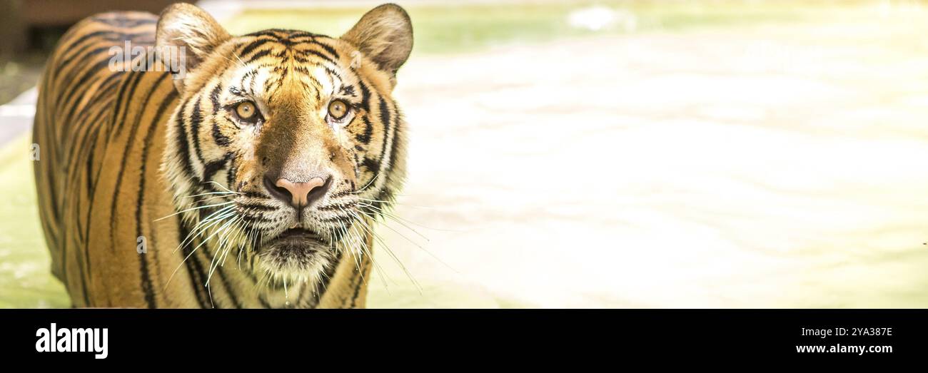 Bengal tiger, an incredible animal of nature. Asia. Web banner in ...