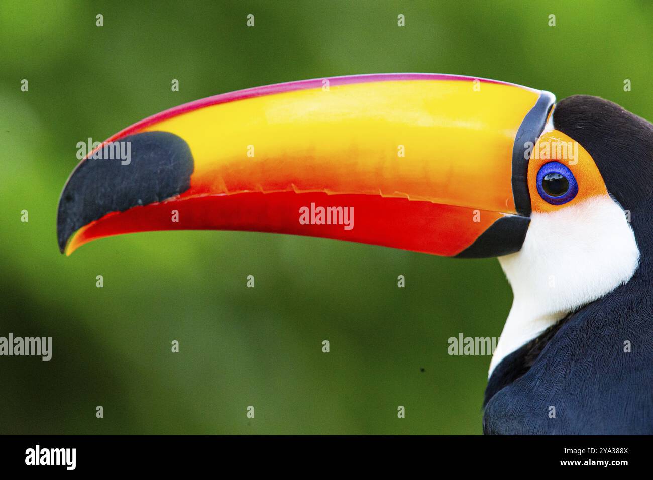 Giant toucan (Ramphastos toco) Pantanal Brazil Stock Photo - Alamy