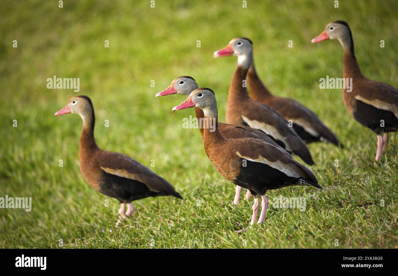 Five Ducks in a Row, Color Image Stock Photo - Alamy