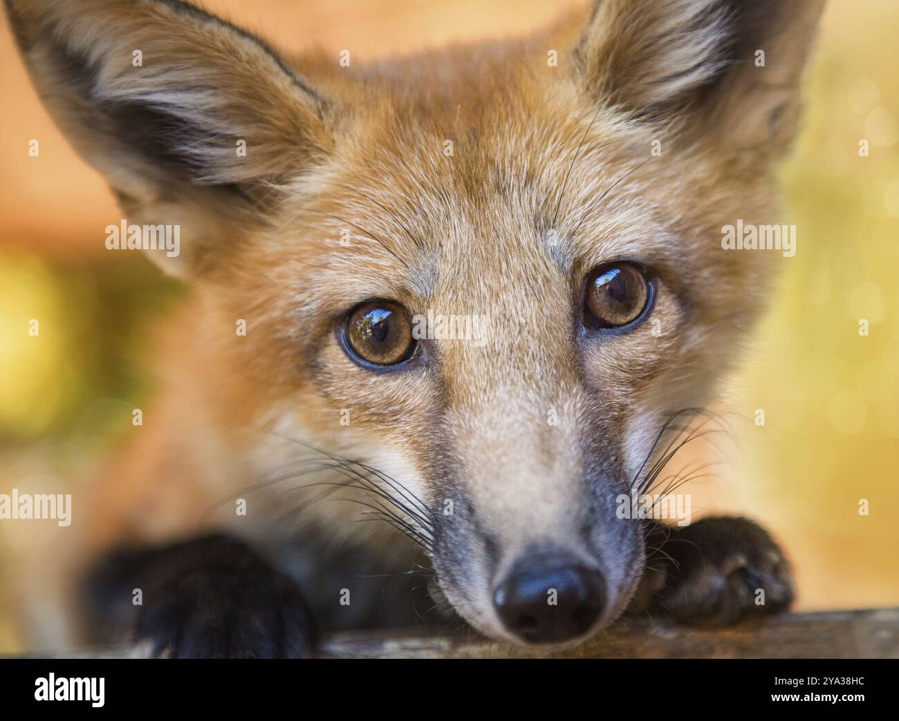 Oregon portraits hi-res stock photography and images - Alamy