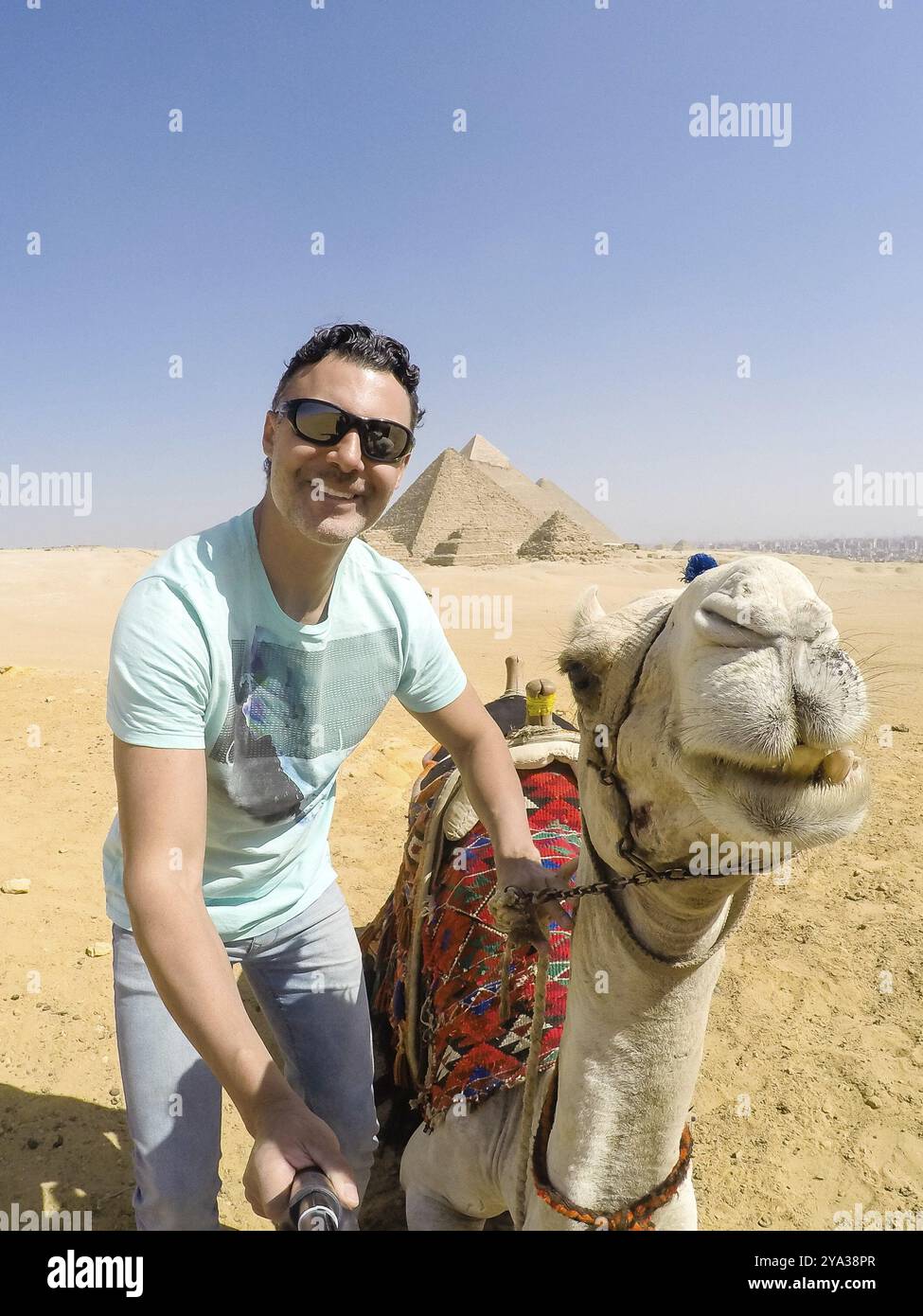 Selfie with camel smiling at the pyramids. Cairo in Egypt Stock Photo ...