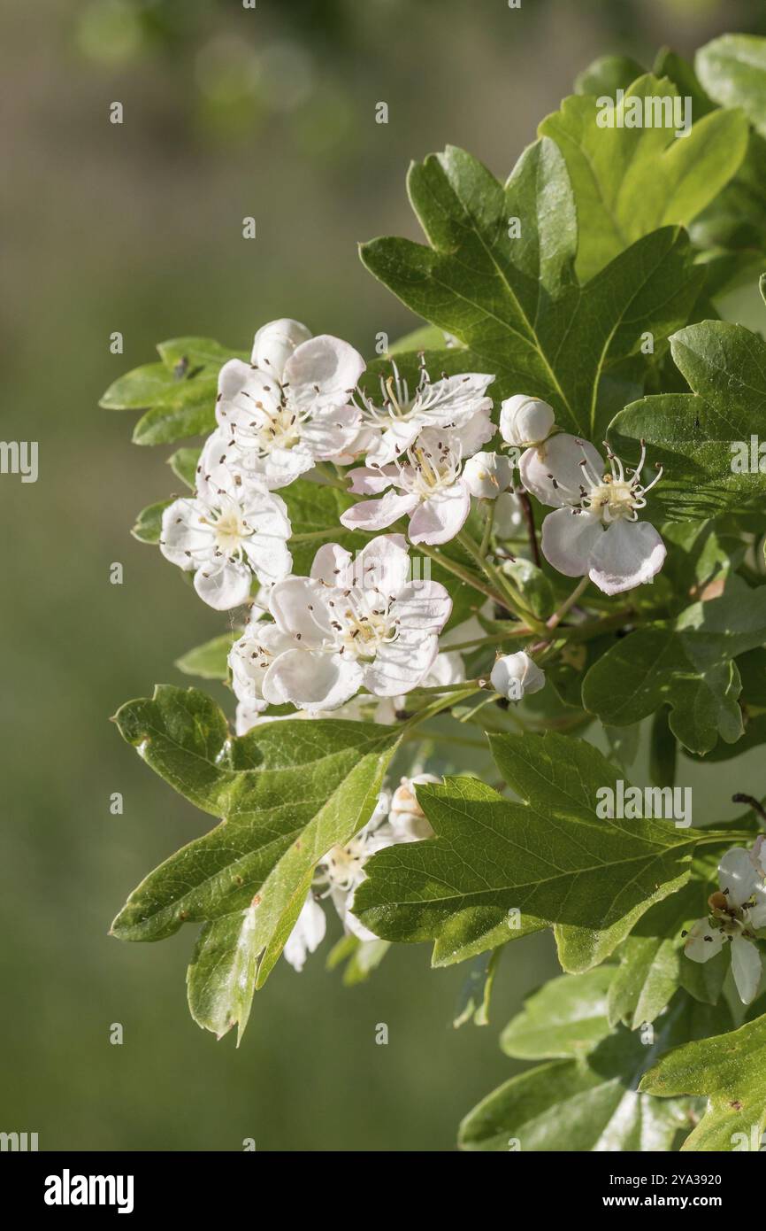 Flowers and leaves of the Common Hawthorn (Crataegus monogyna) Flowers ...