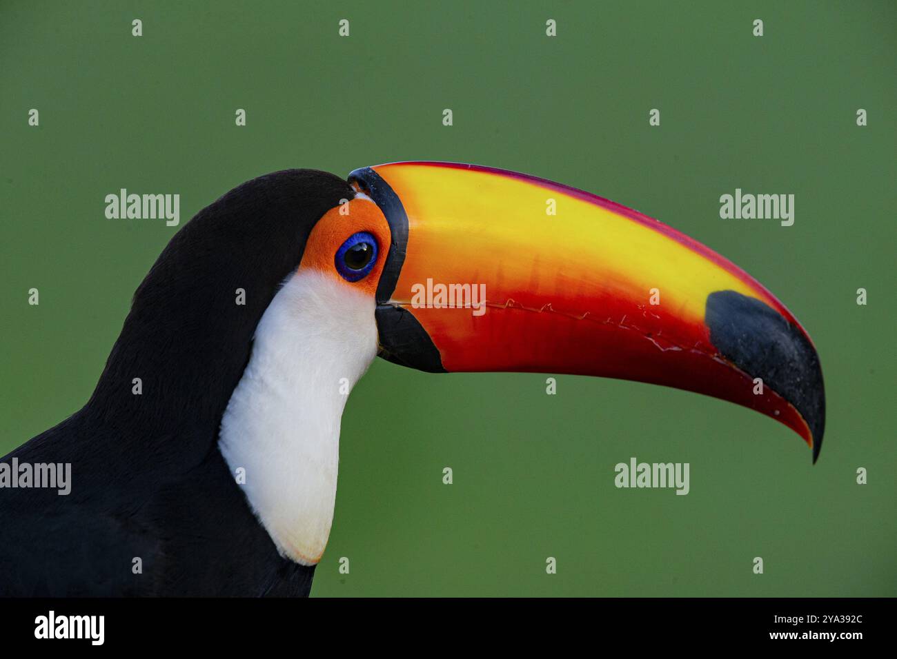 Giant toucan (Ramphastos toco) Pantanal Brazil Stock Photo - Alamy