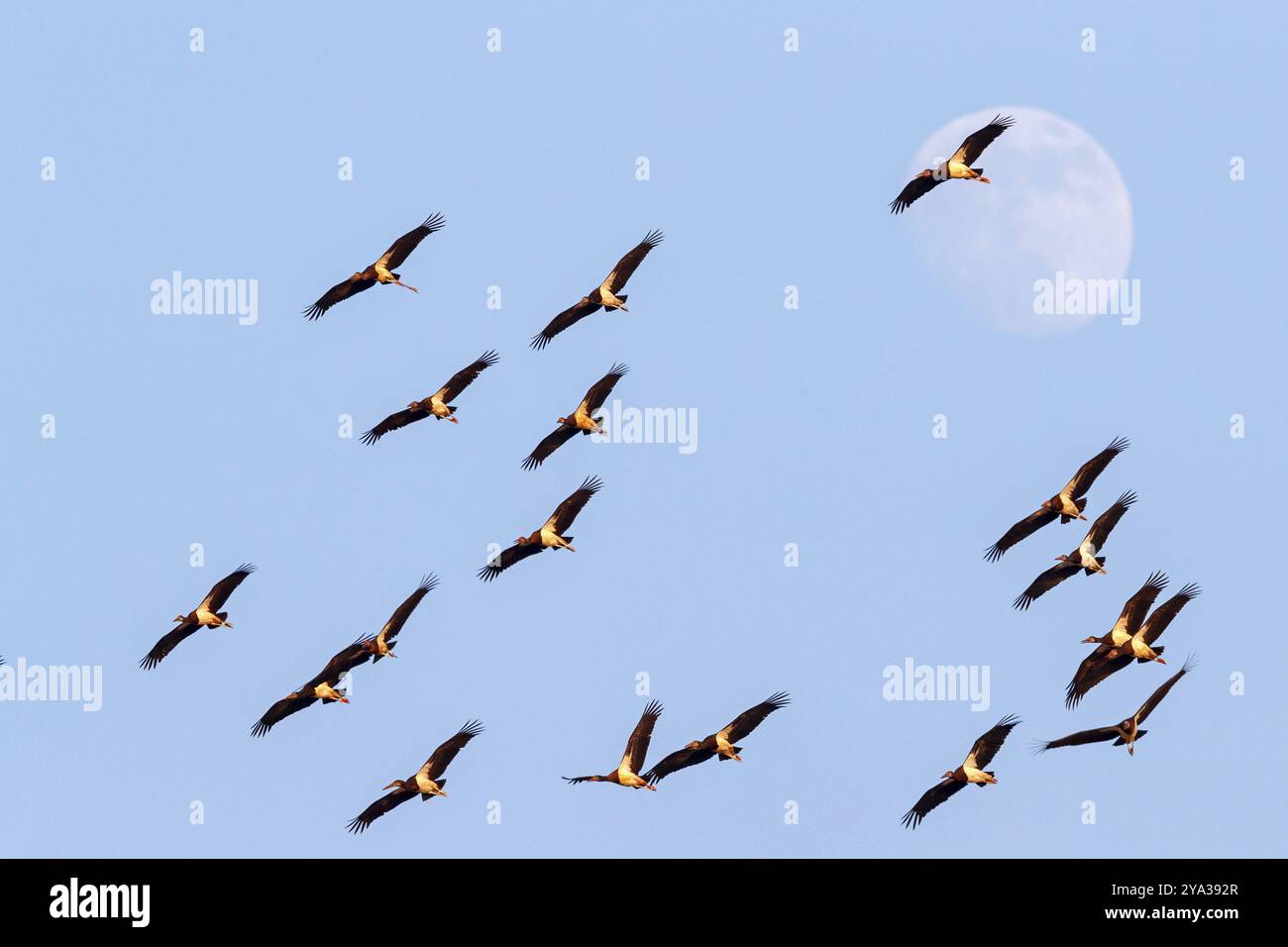 Abdims stork bird in natural hi-res stock photography and images - Alamy
