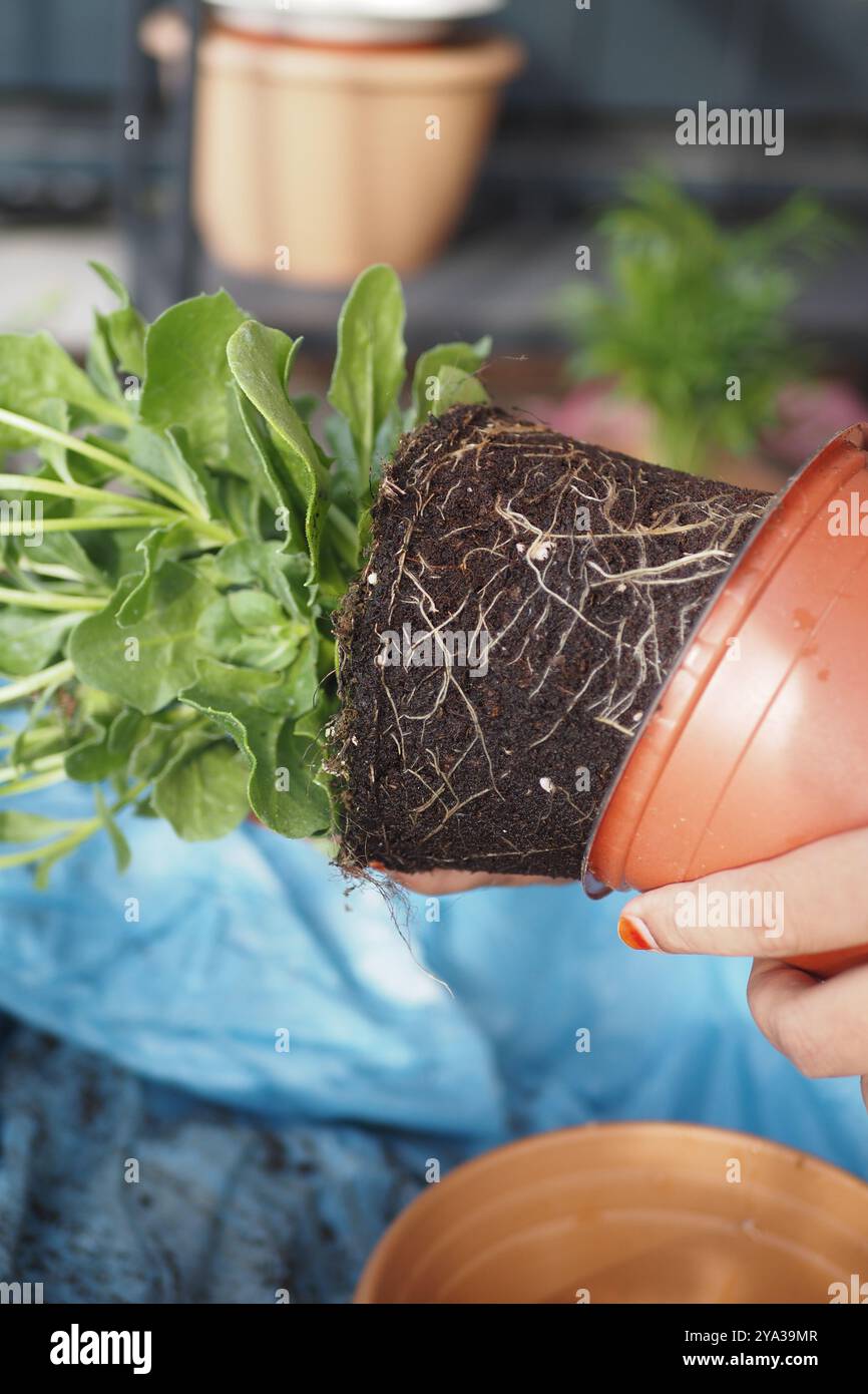 Successfully transplanting young plants ensures they develop healthy ...