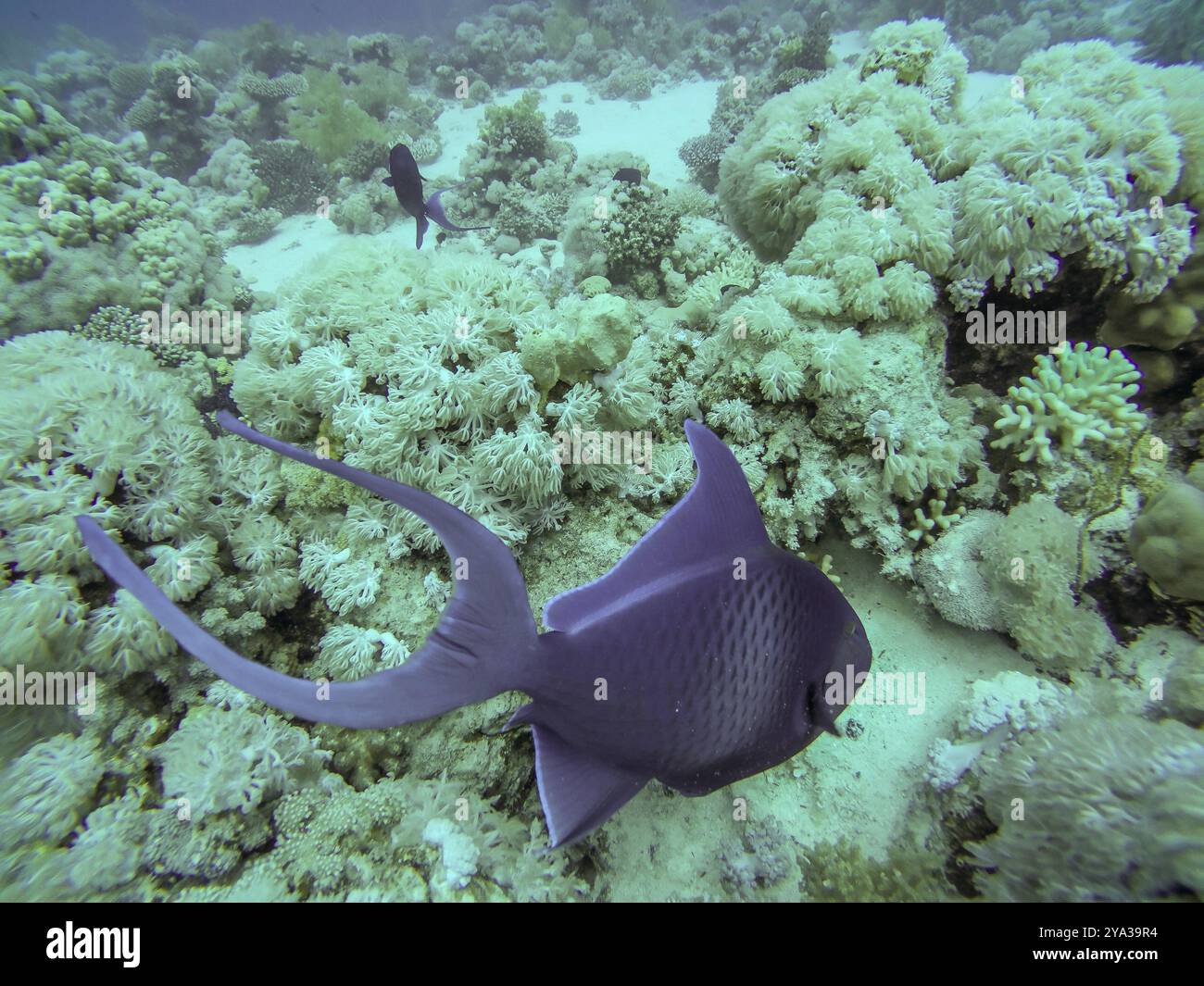 Lots of fish and corals during snorkeling in Sharm el Sheikh, Egypt ...