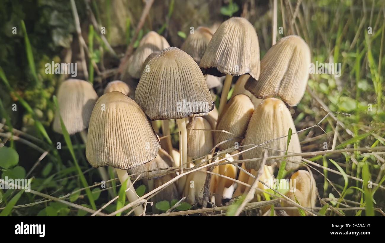 Cluster of poisonous mushrooms growing near a tree trunk in the forest ...
