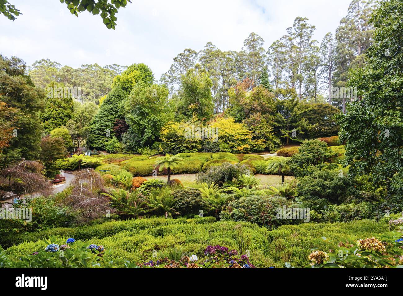 A late autumn afternoon in Dandenong Ranges Botanic Garden in Olinda, Victoria Australia Stock ...