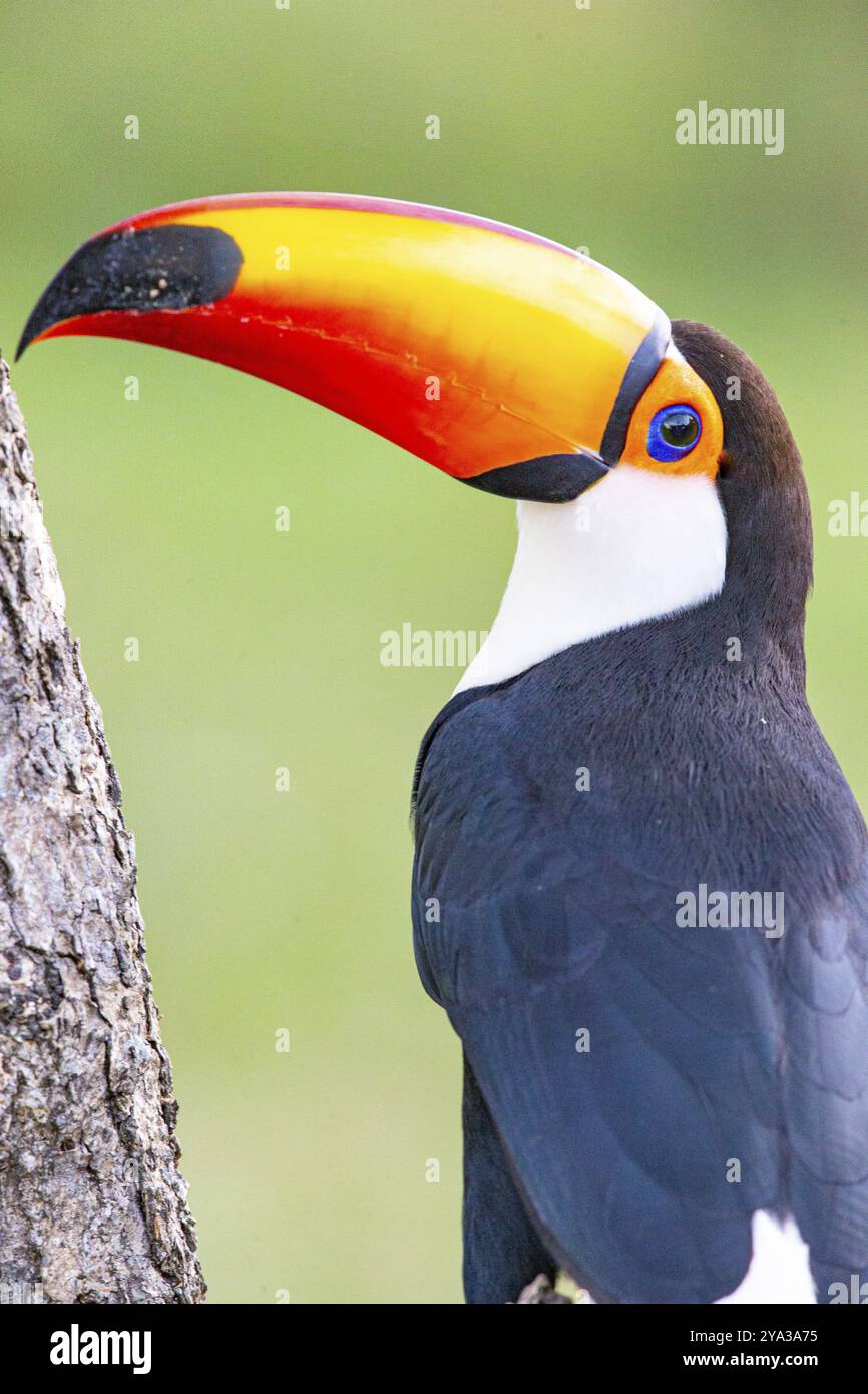 Common toucans toco ramphastos hi-res stock photography and images - Alamy