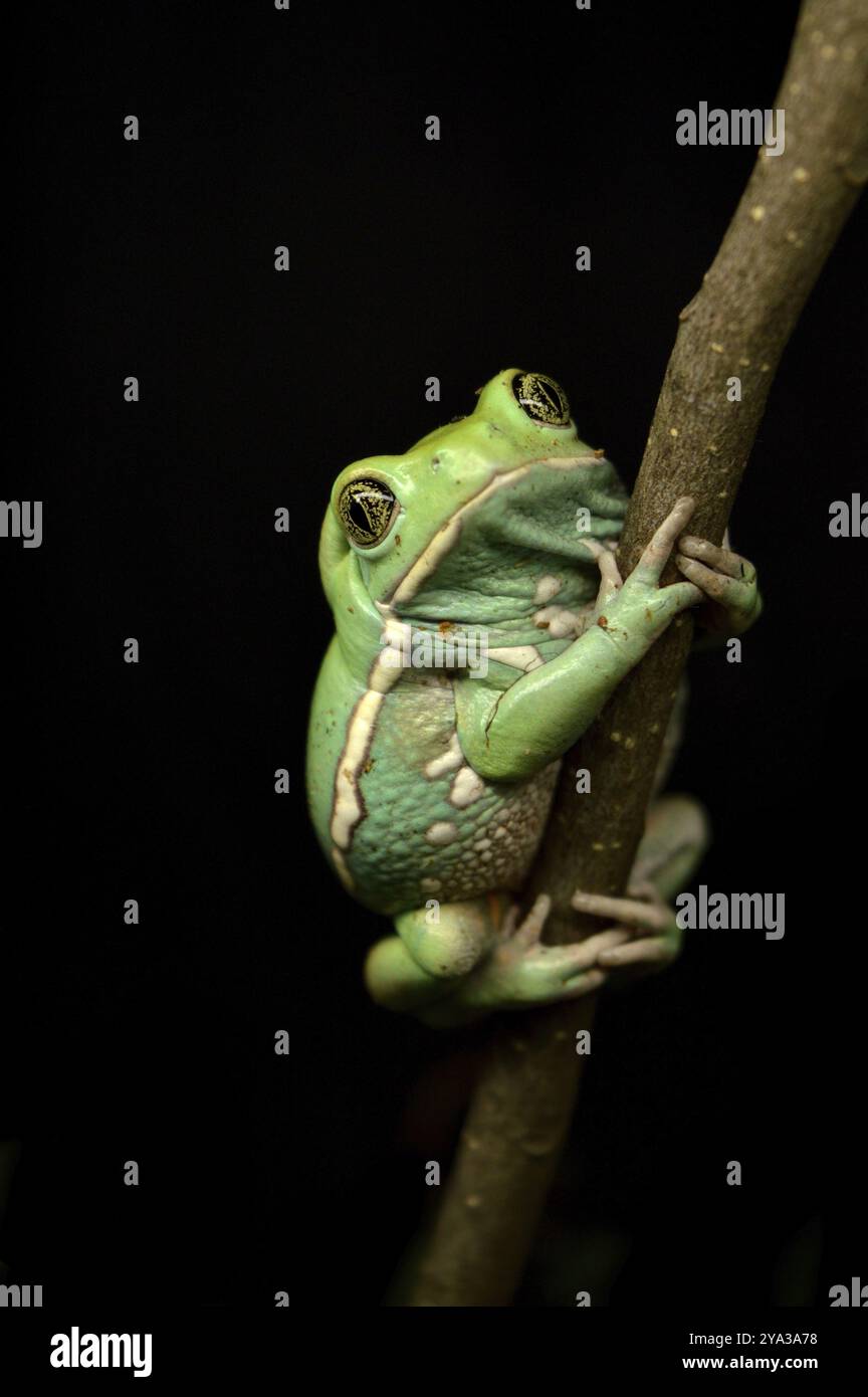 Waxy monkey tree frogs hi-res stock photography and images - Alamy
