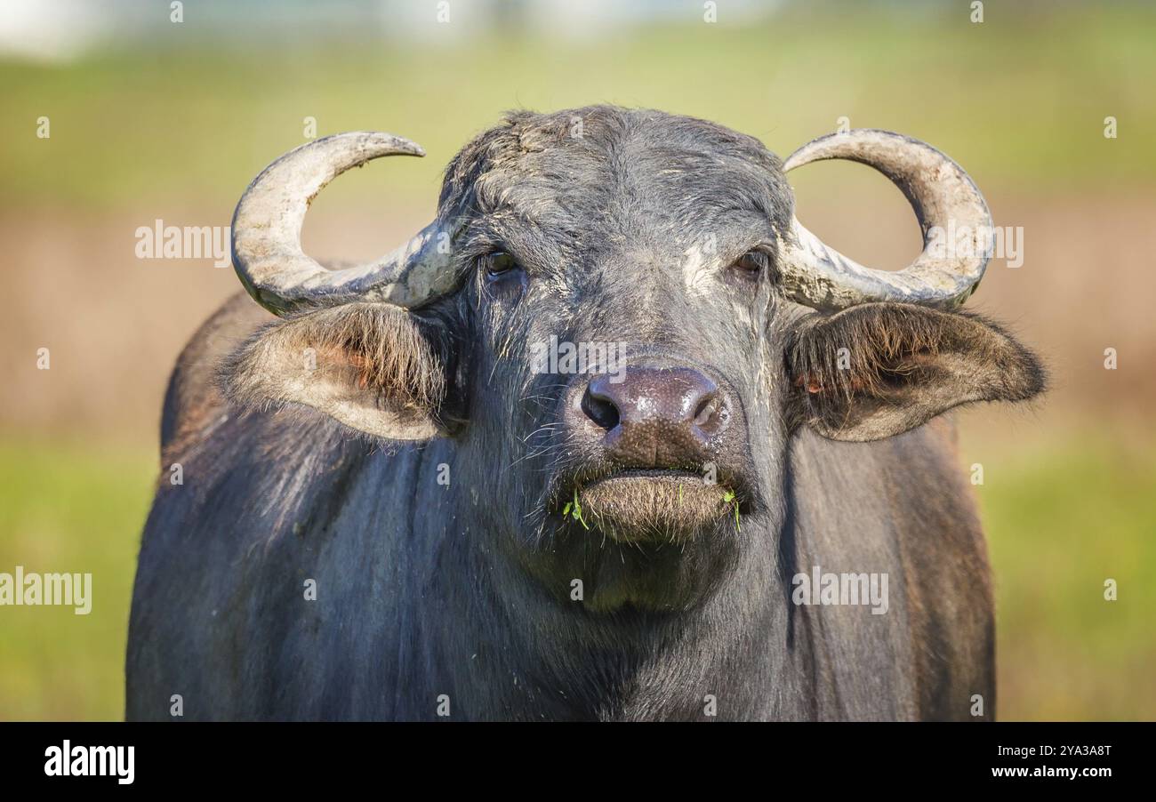 Water buffalo facing camera hi-res stock photography and images - Alamy